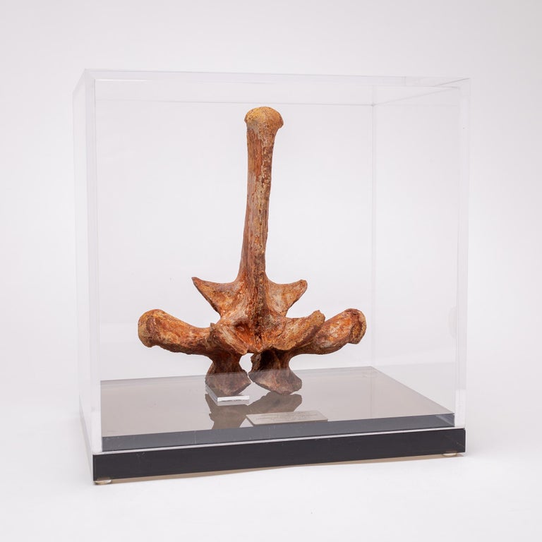 Brown Fossil Eosuchus Crocodile Vertebrae in Acrylic Custom Box at ...