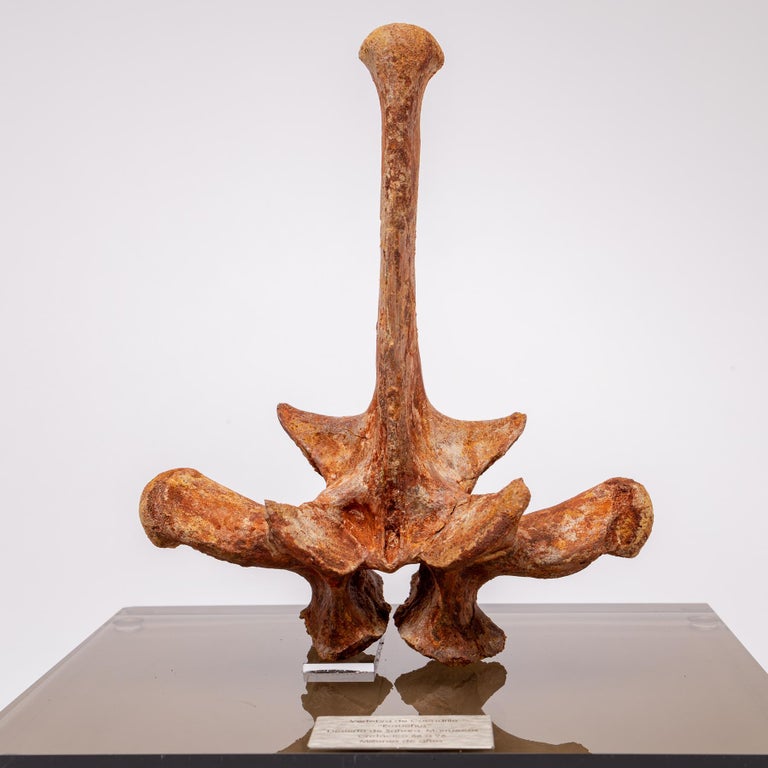 Brown Fossil Eosuchus Crocodile Vertebrae in Acrylic Custom Box at ...