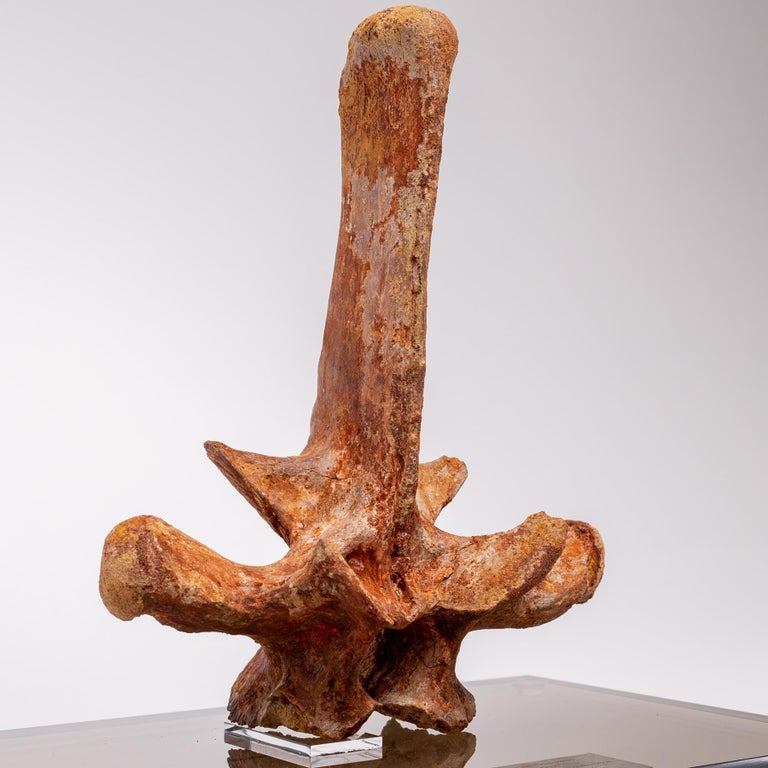 Brown Fossil Eosuchus Crocodile Vertebrae in Acrylic Custom Box at ...