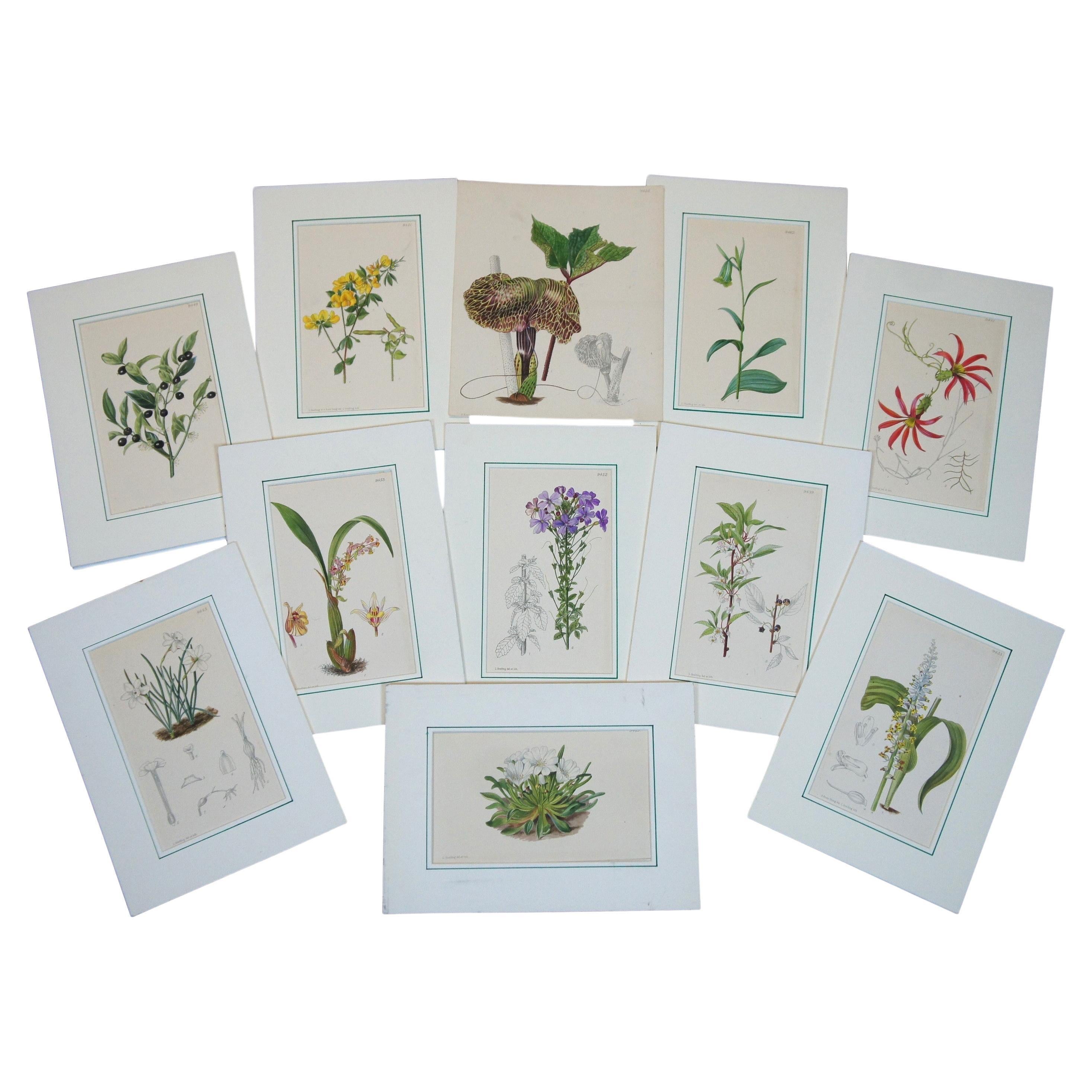 Antique Botanical Engraving of Convolvulus - Rare 1797 Floral Print by ...