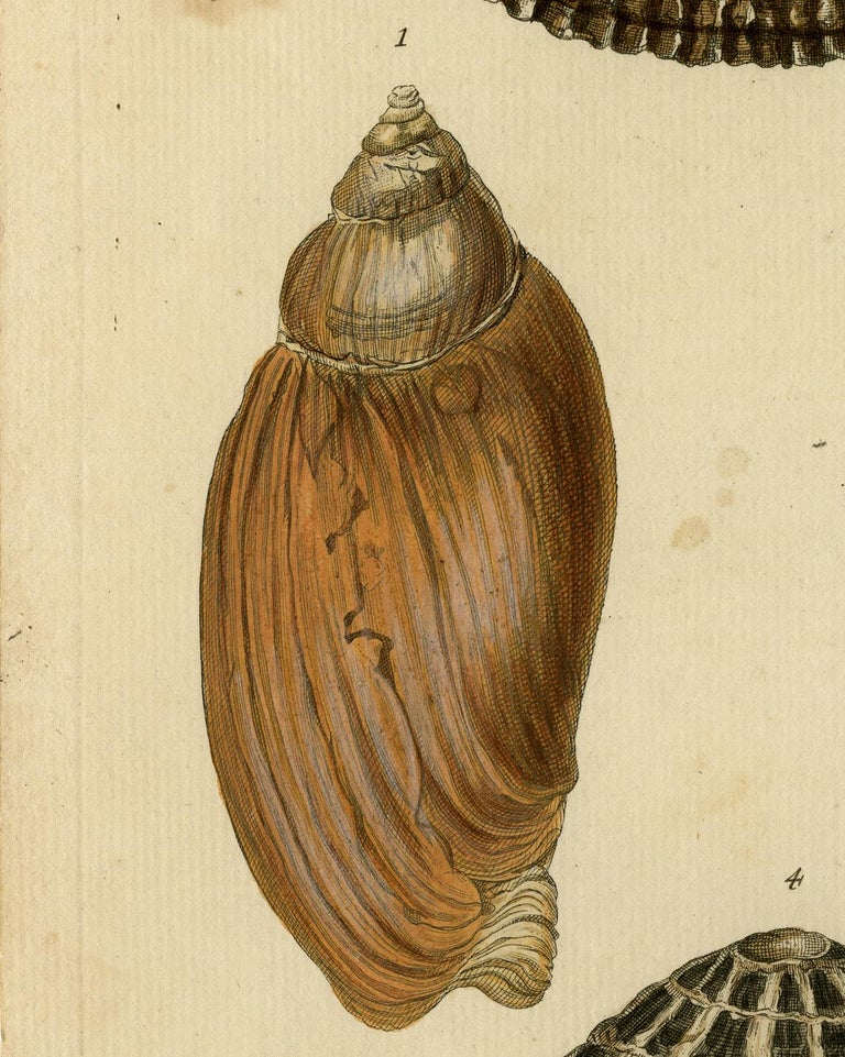 Bakhuizen - Four different seashells by Andr. Hoffer - Handcoloured ...