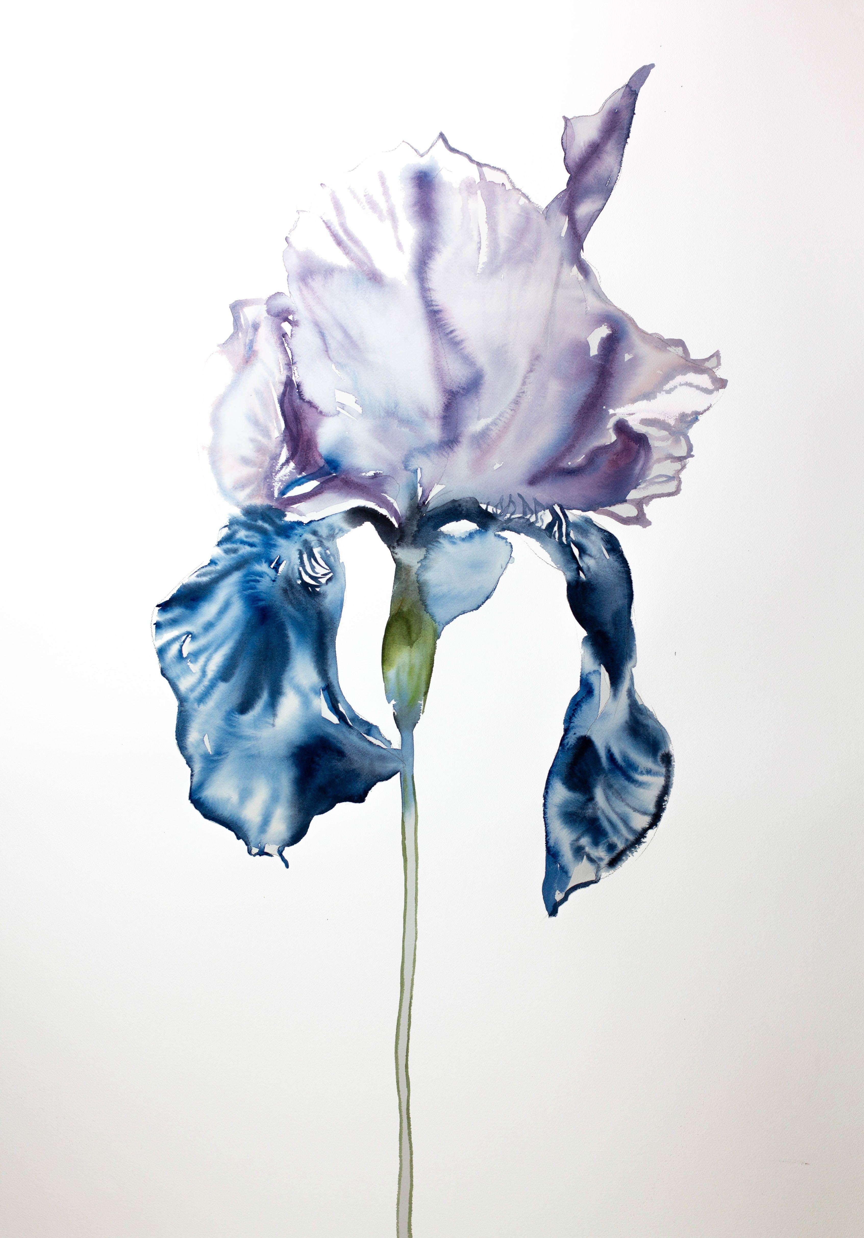 Elizabeth Becker - Iris No. 67, Painting, Watercolor on Paper For Sale ...