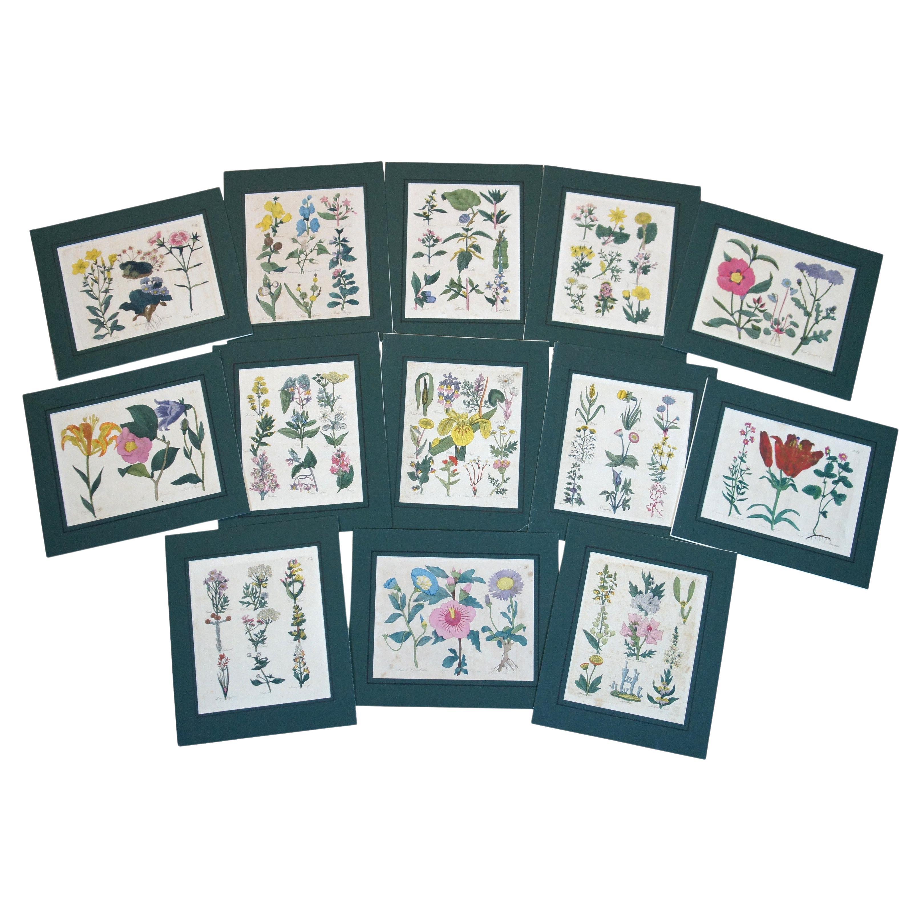 Antique Botanical Engravings of European Flowers, Circa 1800 For Sale ...