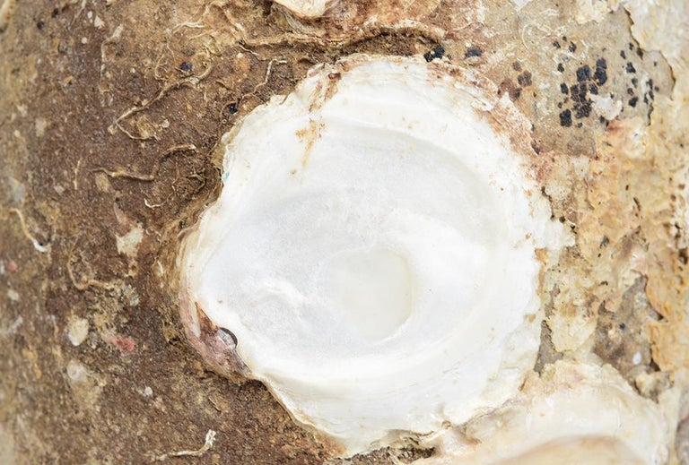 14th-16th Century, Sukhothai, Antique Thai Pottery Jar with Shell from ...