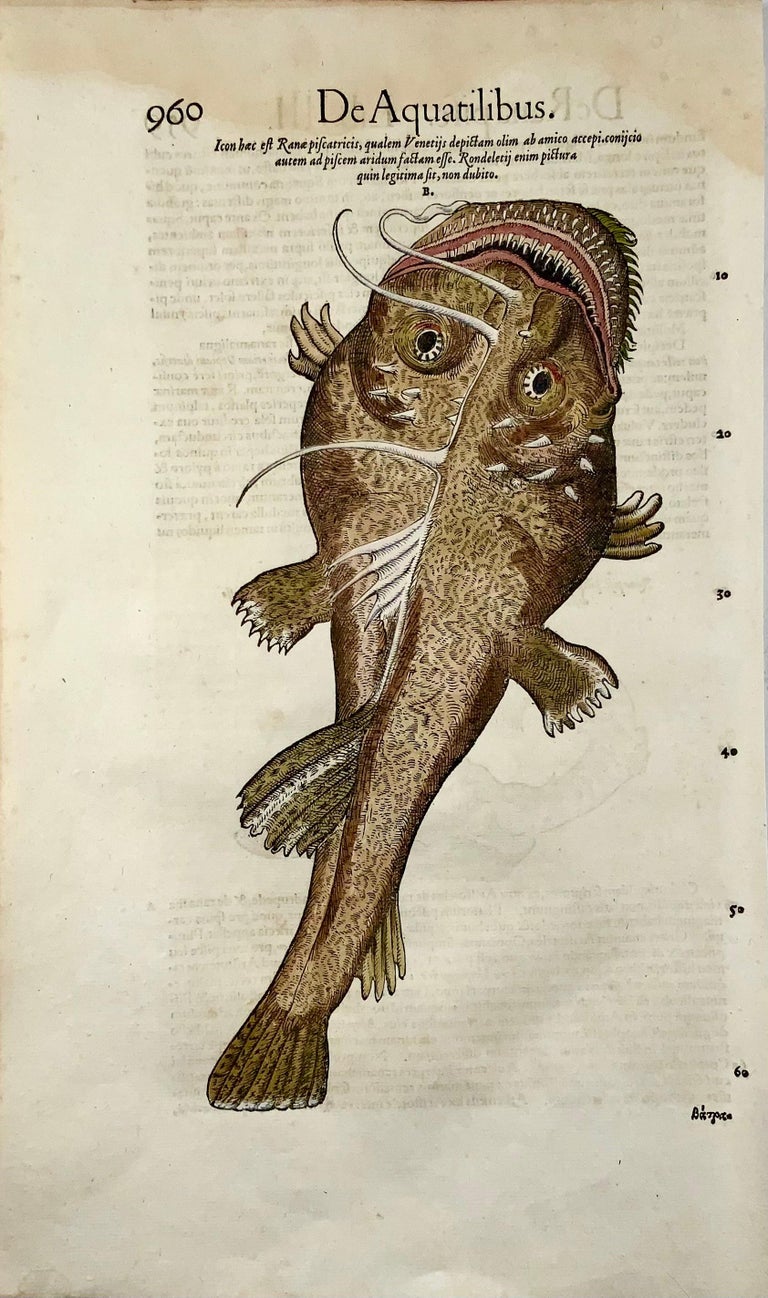 1558 Monster Sea Ray, Conrad Gesner, Folio Woodcut, Hand Coloured ...