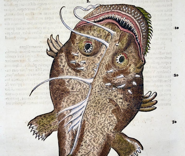 1558 Monster Sea Ray, Conrad Gesner, Folio Woodcut, Hand Coloured ...