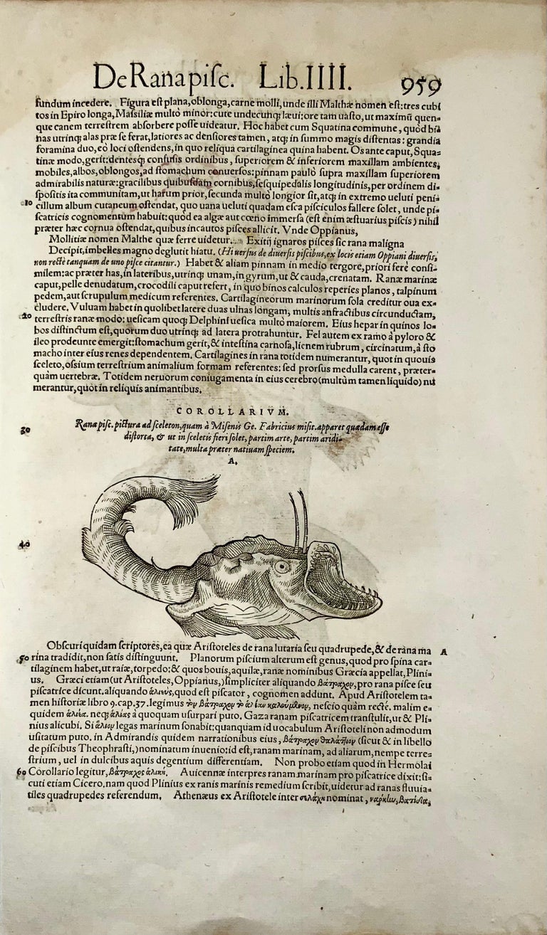 1558 Monster Sea Ray, Conrad Gesner, Folio Woodcut, Hand Coloured ...