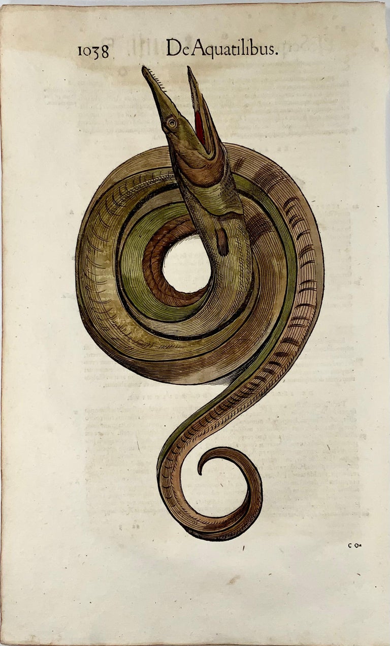 1558 Sea Serpent, Conrad Gesner, Folio Woodcut, Hand Coloured, First ...