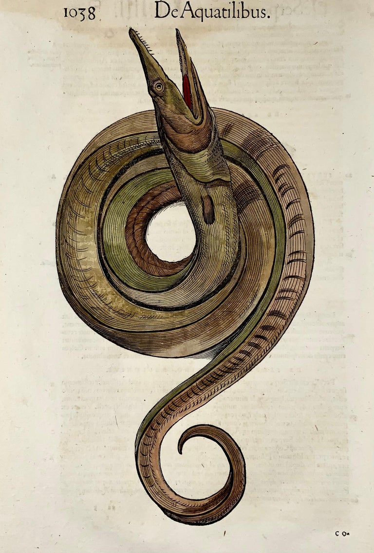 1558 Sea Serpent, Conrad Gesner, Folio Woodcut, Hand Coloured, First ...