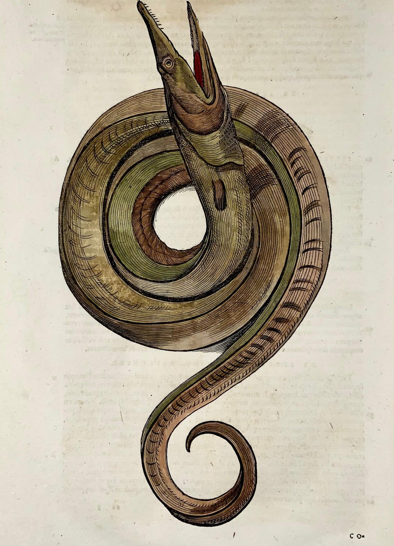1558 Sea Serpent, Conrad Gesner, Folio Woodcut, Hand Coloured, First ...