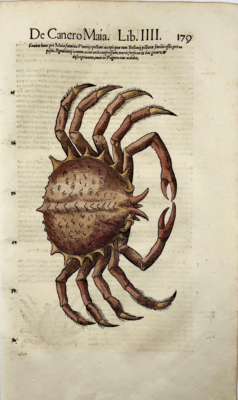 1558 Spider Crab, Conrad Gesner, Folio, Woodcut, Hand Coloured, First ...