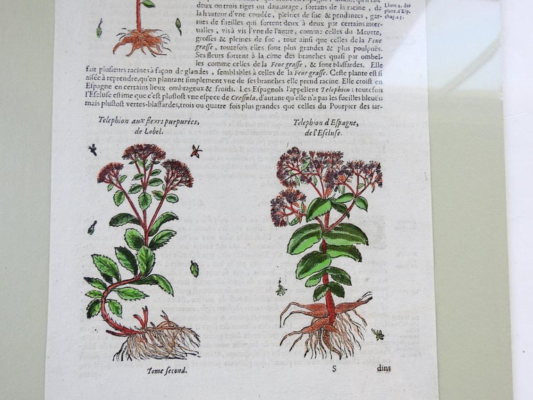 1653 Gerard Herbal Hand Colored Pair of Botanical Woodcuts For Sale at ...