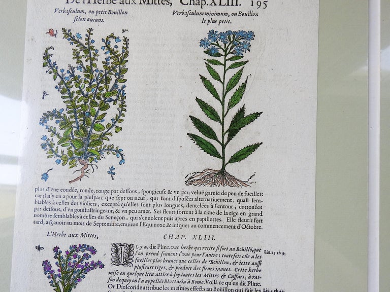 1653 Gerard Herbal Hand Colored Pair of Botanical Woodcuts For Sale at ...