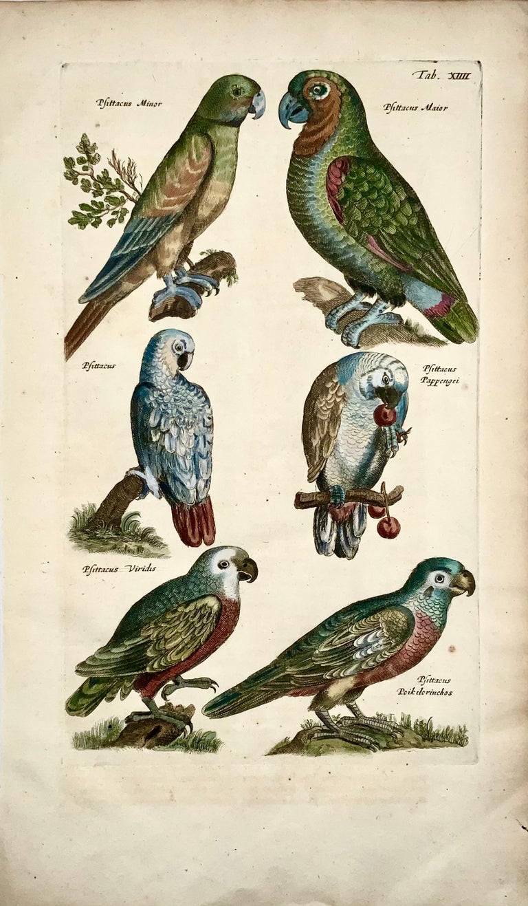 1657 Matthaus Merian, Parrots [Psitticus], Fine Folio in Hand Color For ...