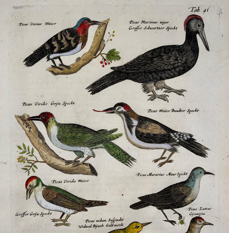 1657 Matthaus Merian, Woodpeckers Picus, Birds, Fine Folio in Hand ...