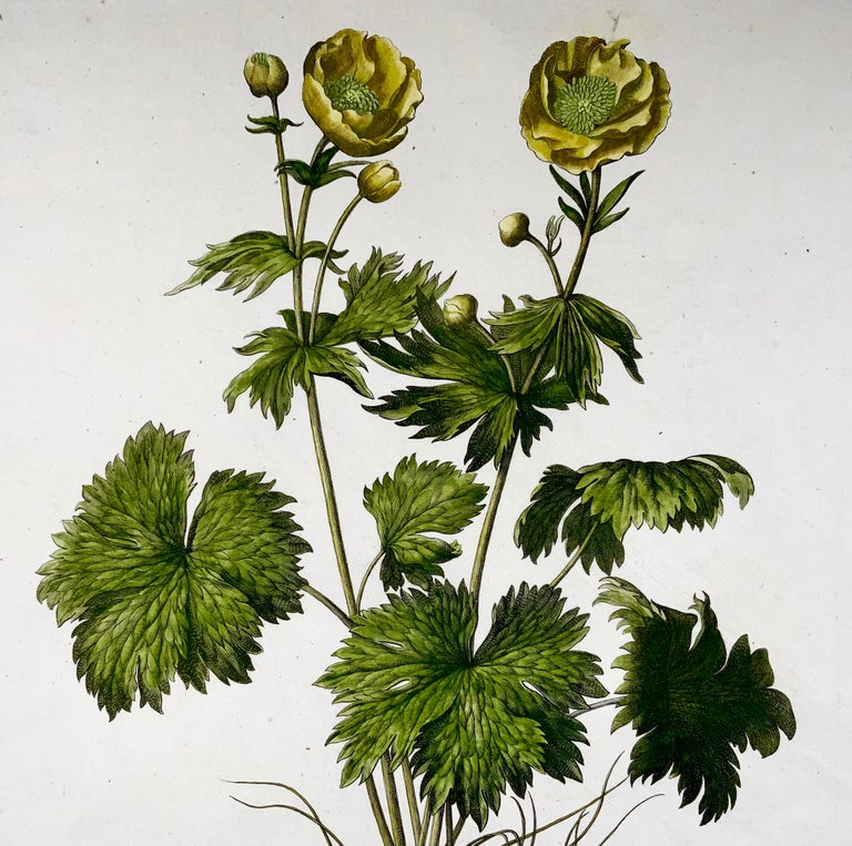 circa 1670 Buttercup, Nicholas Robert, A. Bosse, Botanical For Sale at ...