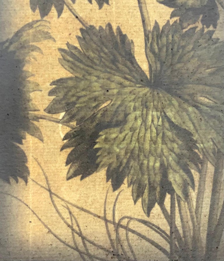 circa 1670 Buttercup, Nicholas Robert, A. Bosse, Botanical For Sale at ...