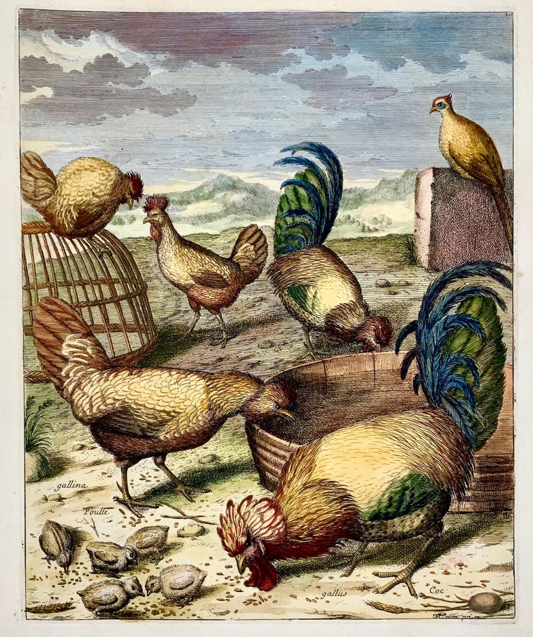 1673 Chickens, Poultry, Nicolas Robert, folio etching in hand colour ...