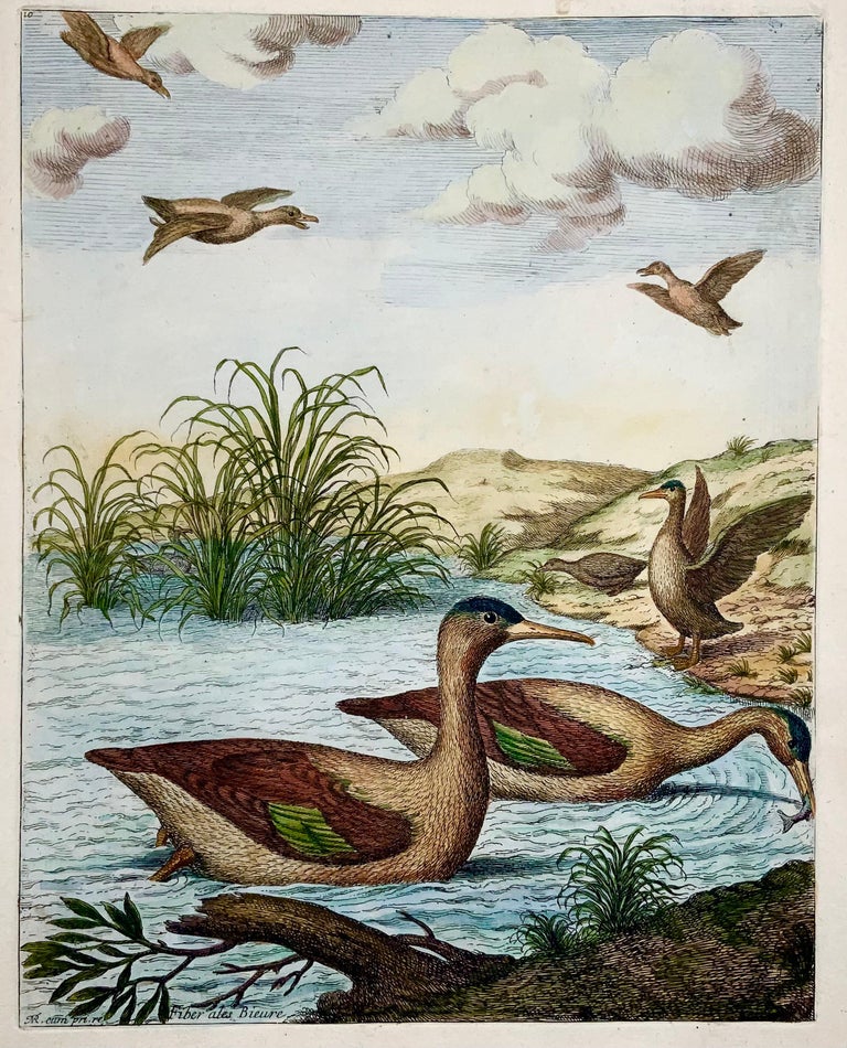 1673 Merganser Ducks, Nicolas Robert Large Folio Etching in Hand Colour ...