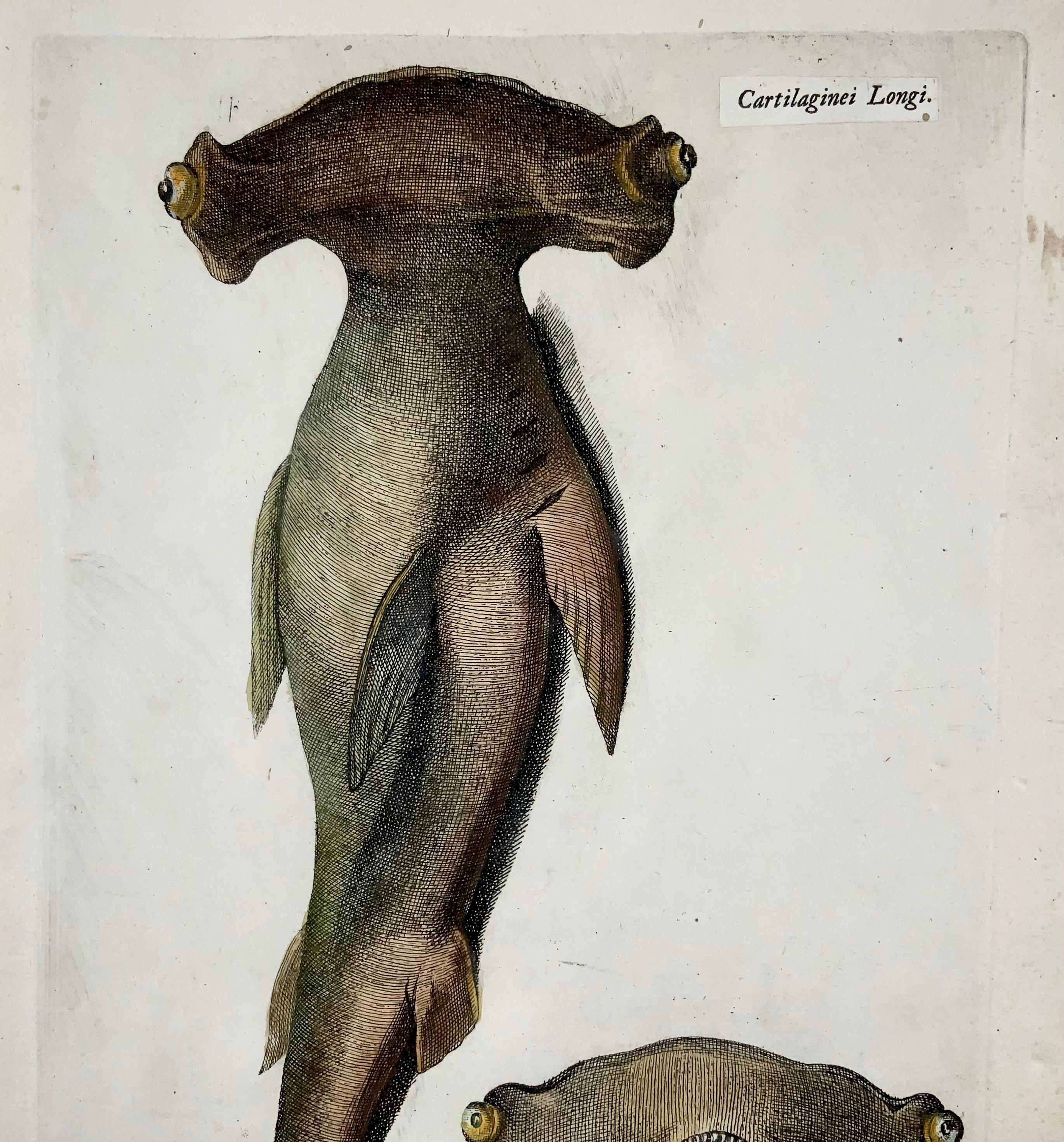 1686, Hammerhead Shark, Hand Colored Folio, Paul Somers for Francis ...