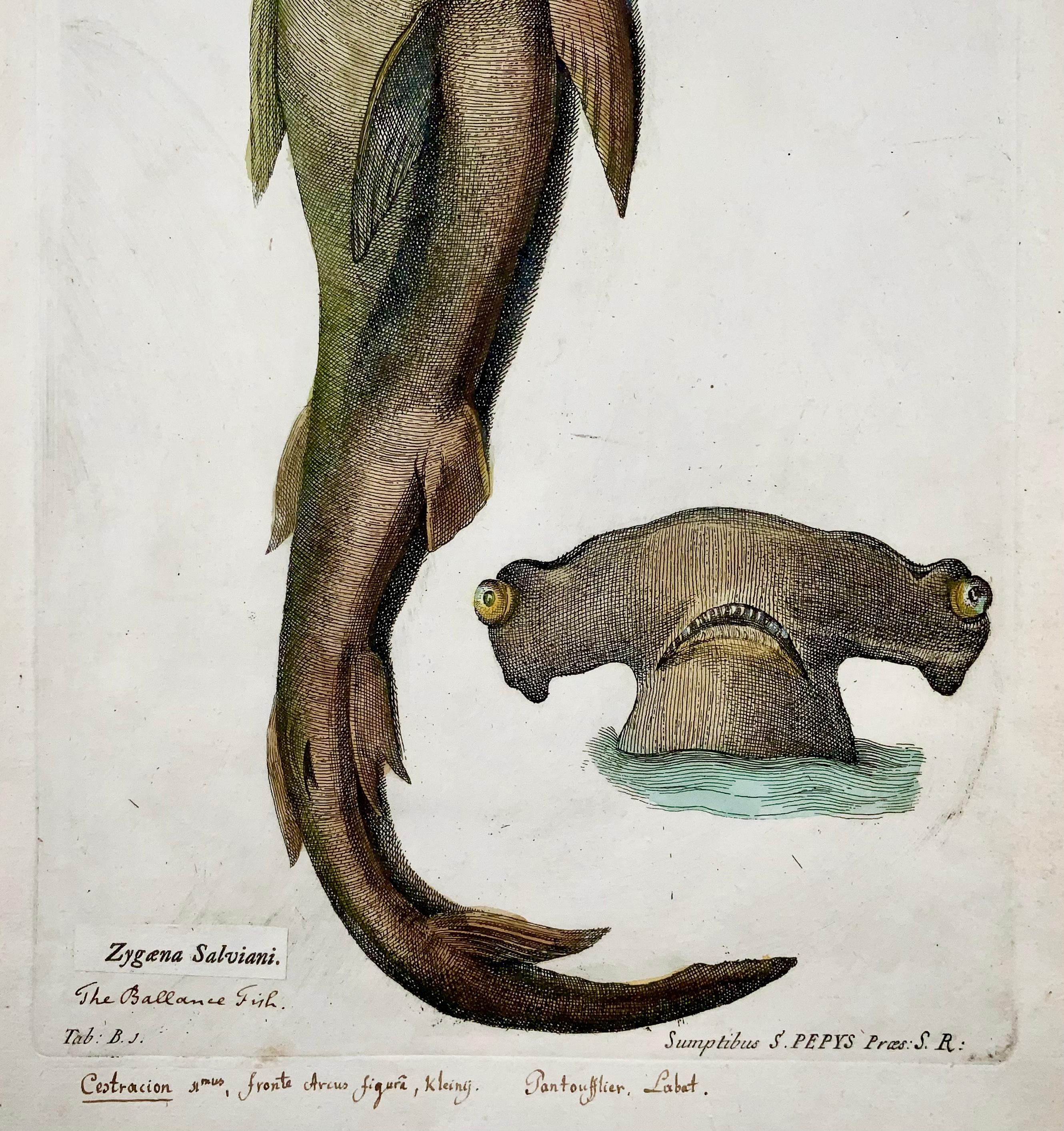 1686, Hammerhead Shark, Hand Colored Folio, Paul Somers for Francis ...