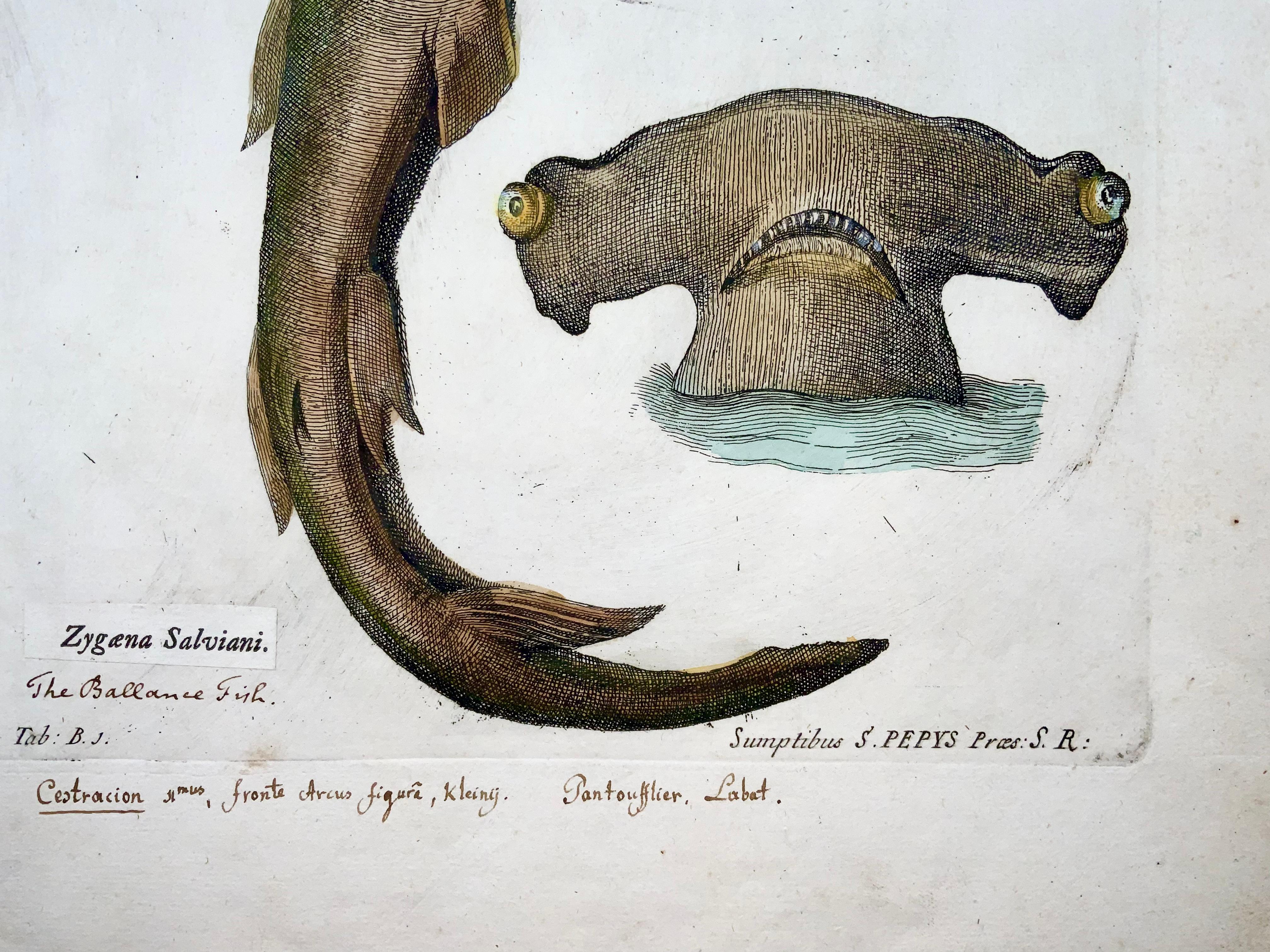 1686, Hammerhead Shark, Hand Colored Folio, Paul Somers for Francis ...