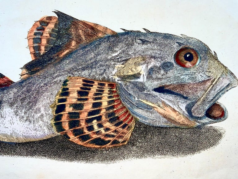 1686 Shorthorn Sculpin, Hand-Colored Folio, Paul Somers for Francis ...