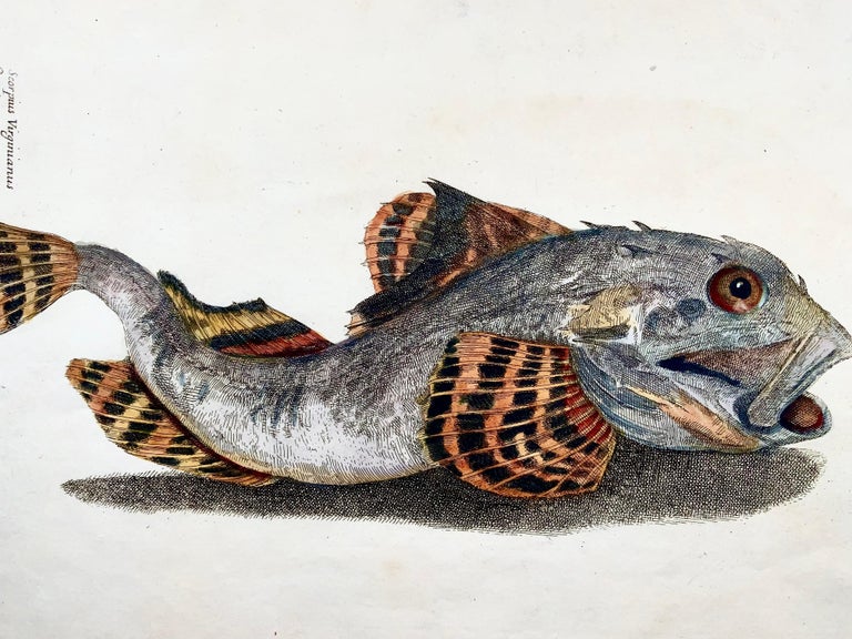 1686 Shorthorn Sculpin, Hand-Colored Folio, Paul Somers for Francis ...