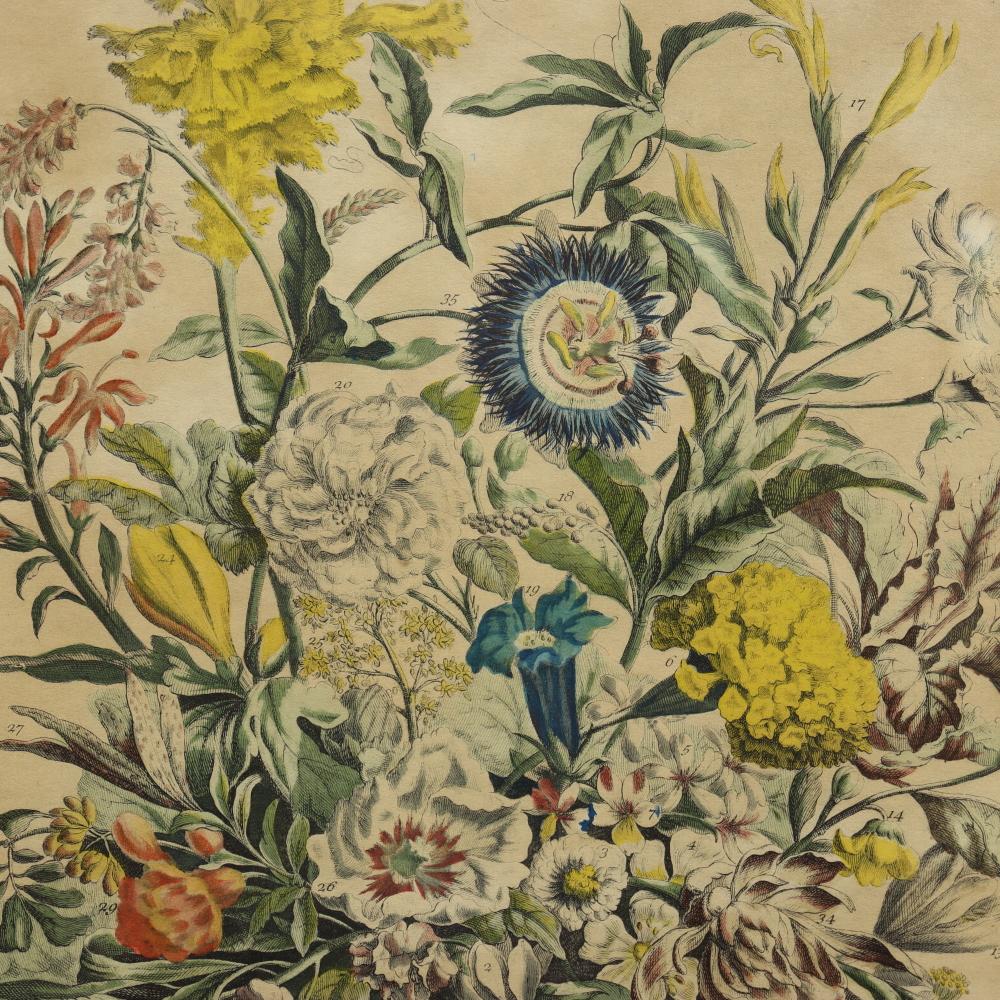 1730 Robert Furber September Floral Calendar Hand Colored Etching by H ...