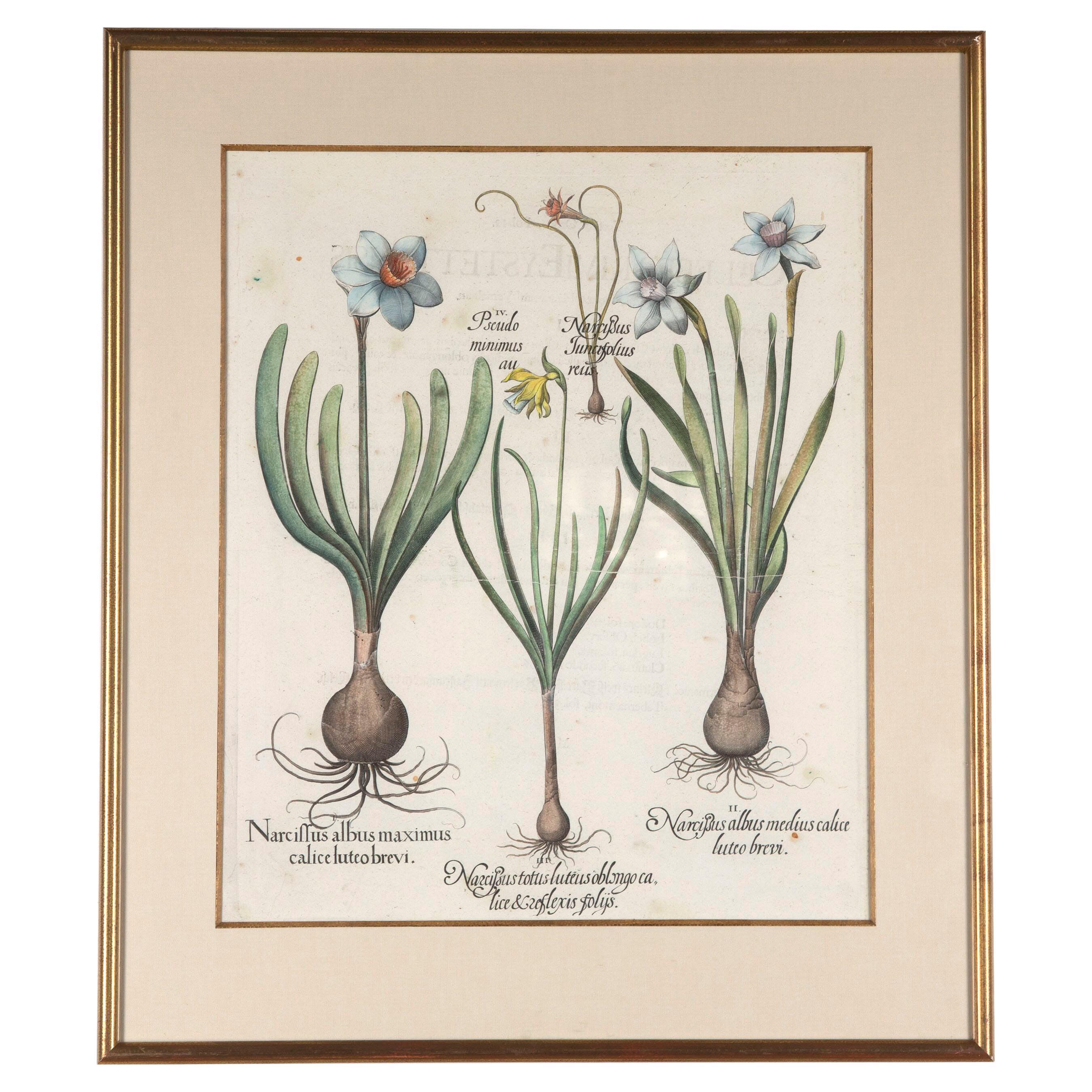 17th Century Basil Besler Ornithogalum Spicatum For Sale at 1stDibs