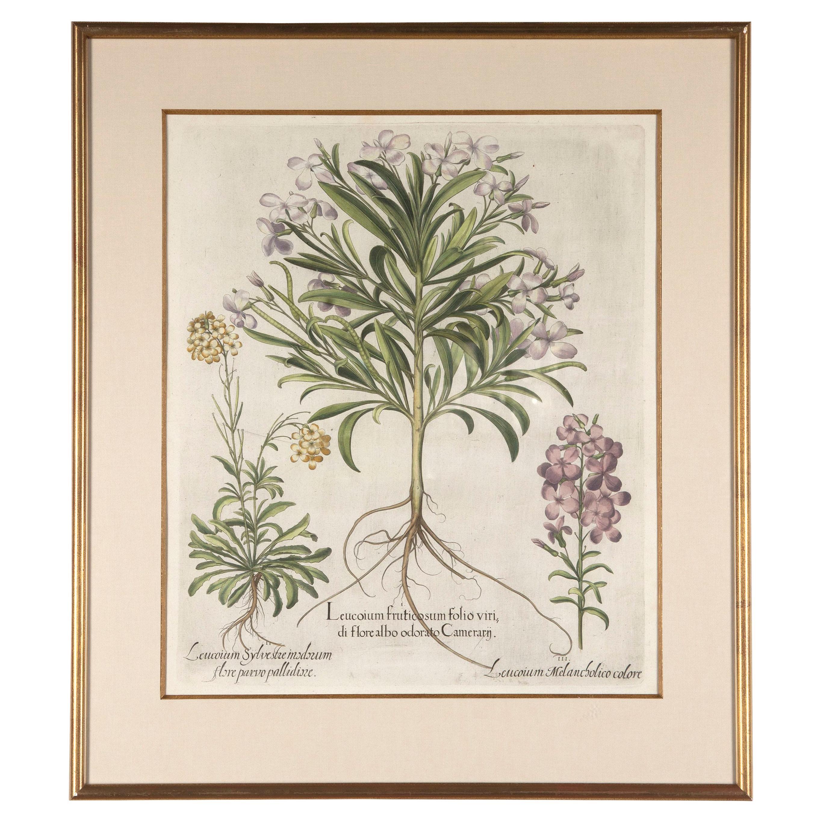 Basil Besler Botanical Print For Sale at 1stDibs