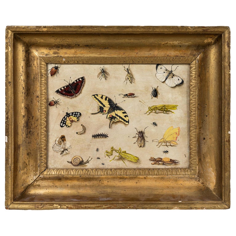 17th Century, Insect Specimen Painting For Sale at 1stDibs