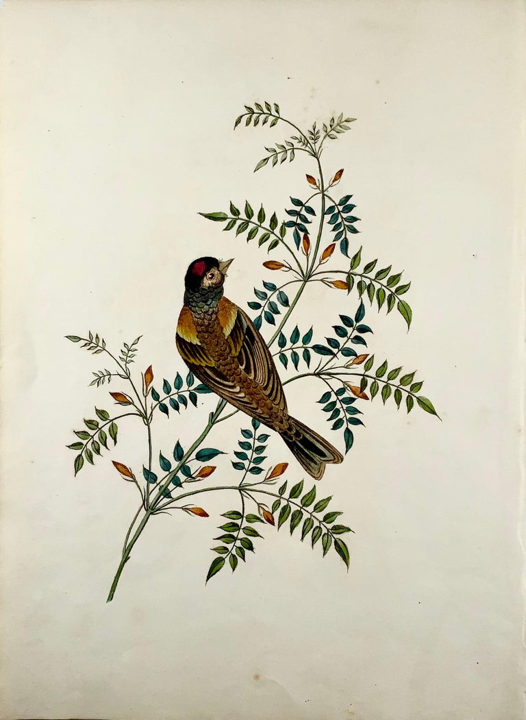 1819 George Brookshaw 'B 1751', Ornithology, Finch, Foliate Border For ...