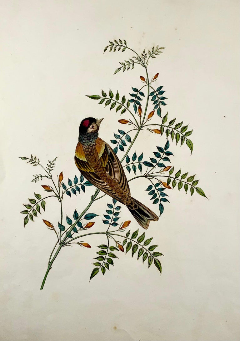 1819 George Brookshaw 'B 1751', Ornithology, Finch, Foliate Border For ...
