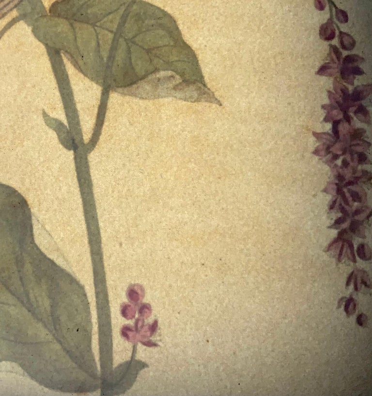 1819 George Brookshaw, Ornithology, Redstart, Foliate Border For Sale ...