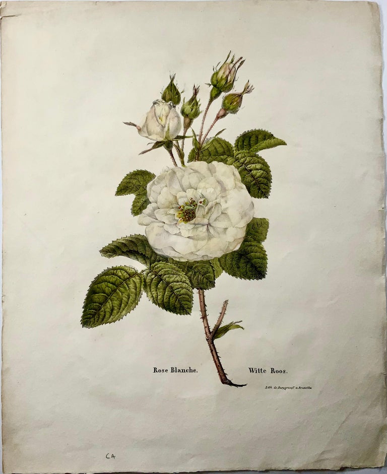 circa 1820 White Rose, Folio Stone Lithograph by Burggraaf with Hand ...