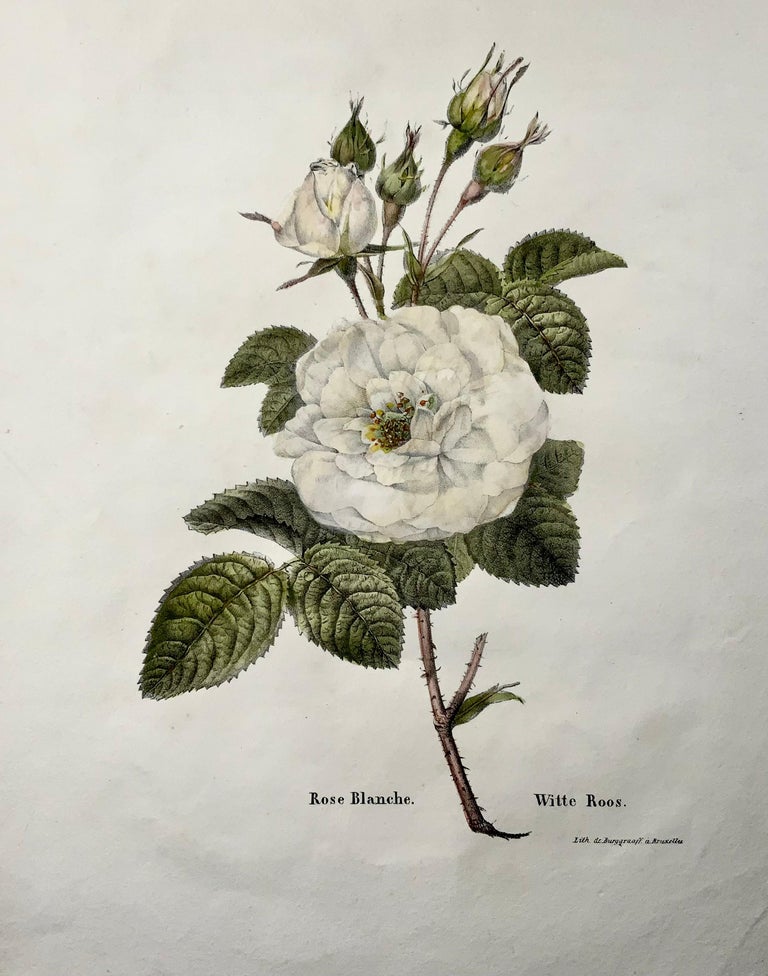 circa 1820 White Rose, Folio Stone Lithograph by Burggraaf with Hand ...