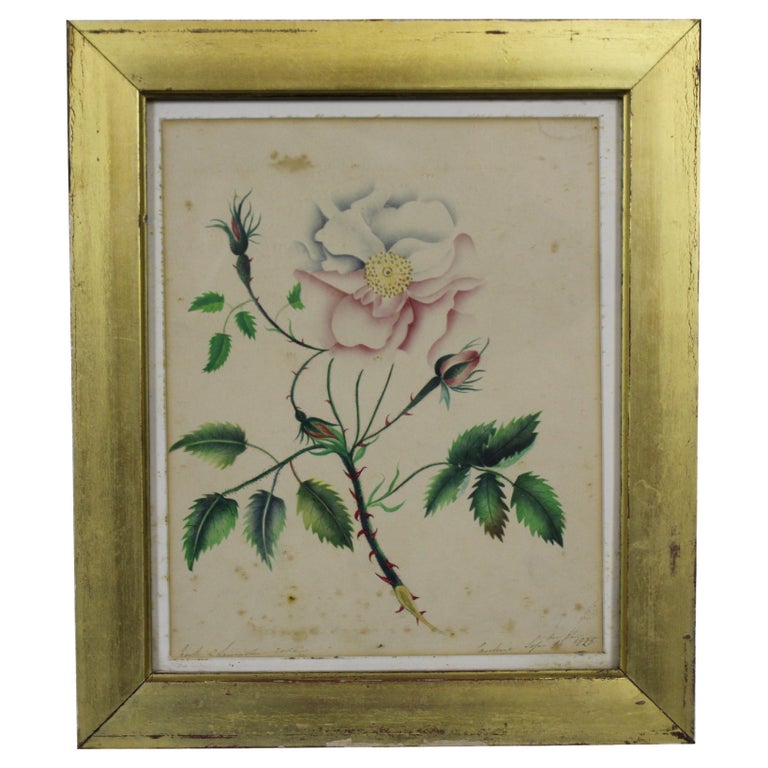 1825 Antique English Dog Rose Signed Watercolor Painting Framed Floral ...