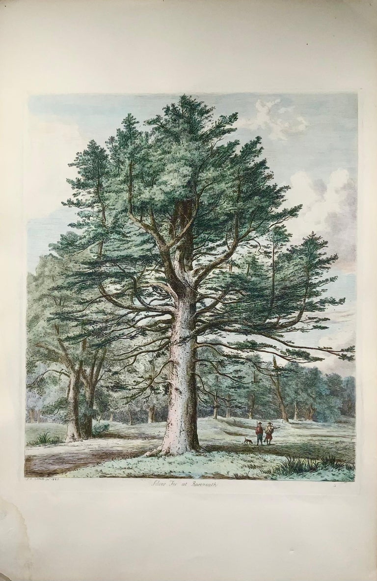 1826 Silver Fir, Pine, Jacob Strutt, Imp. Folio, Etched, Hand Colour ...