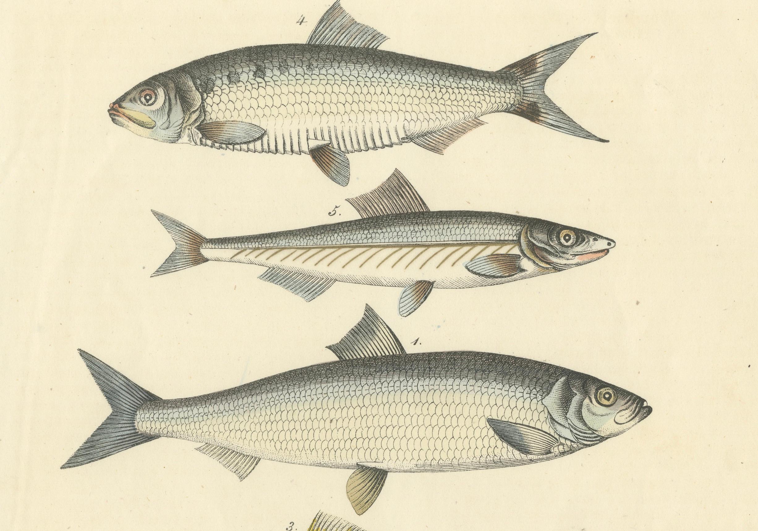 1854 Engraving: Family of Herring (Clupeoides) Species Illustration For ...