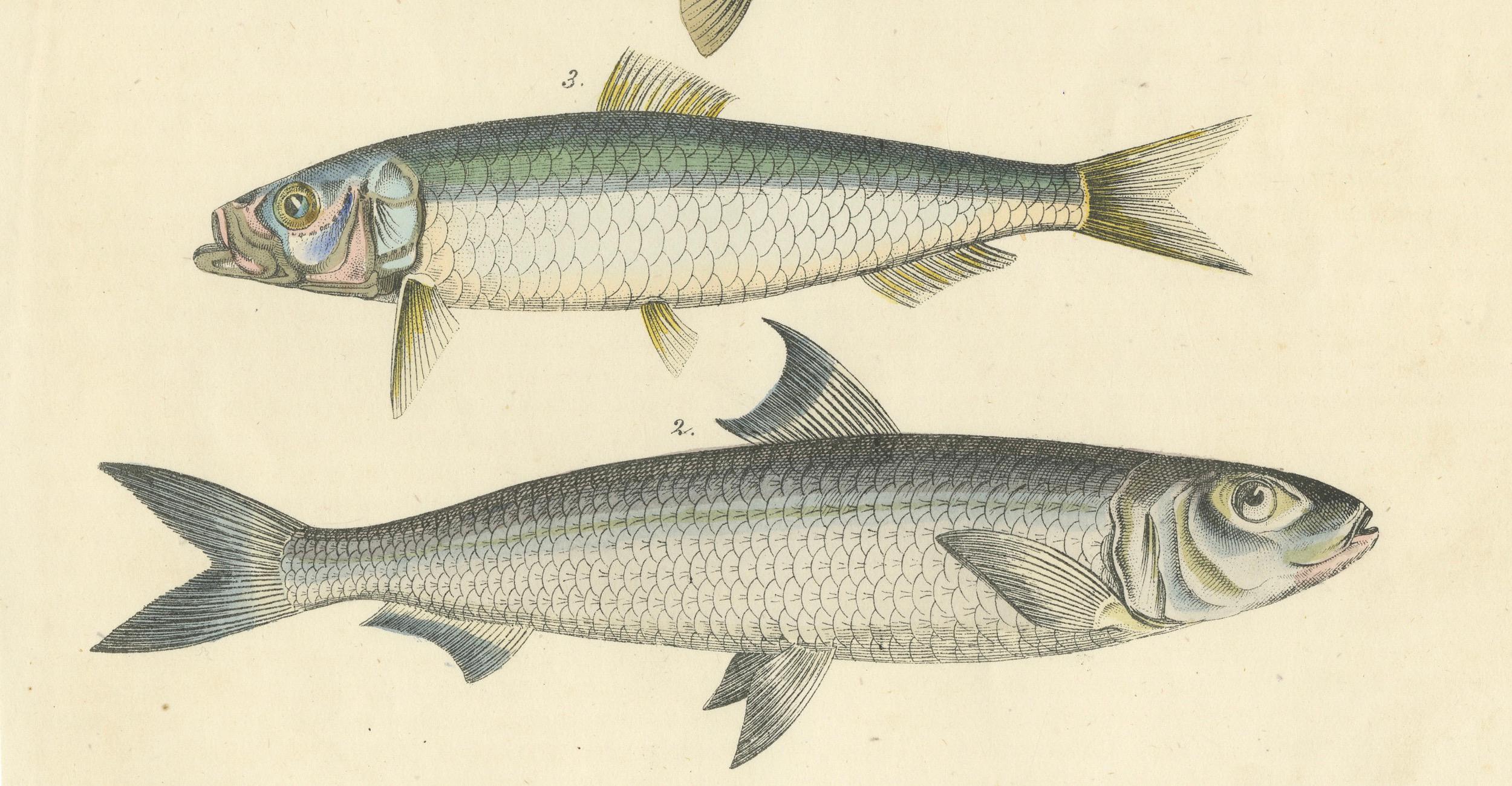 1854 Engraving: Family of Herring (Clupeoides) Species Illustration For ...