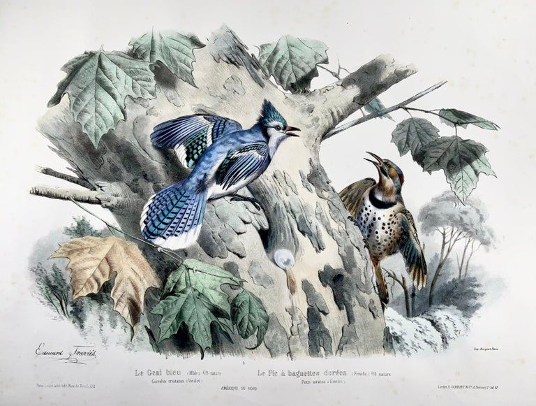 1857 Ed Travies, Le Geai bleu, Le Pic, Ornithology For Sale at 1stDibs