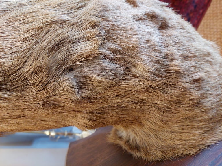 1896 Taxidermy 10 Point Stags Head For Sale at 1stDibs