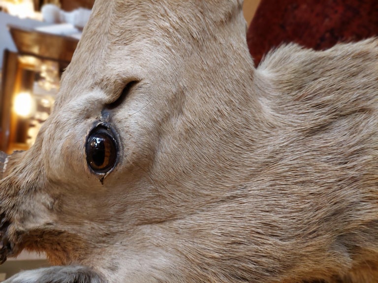 1896 Taxidermy 10 Point Stags Head For Sale at 1stDibs