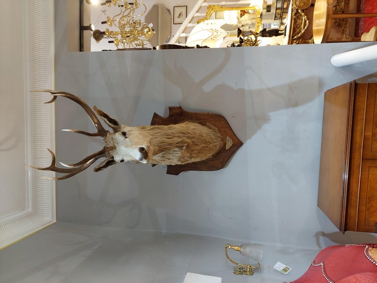 1896 Taxidermy 10 Point Stags Head For Sale at 1stDibs