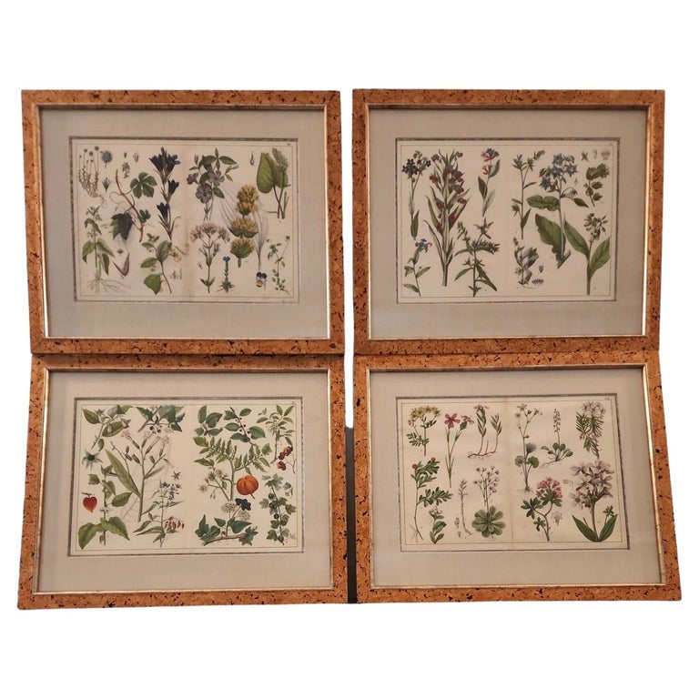 18th Century Double Page Hand Tinted Botanical Lithographs - 22 ...