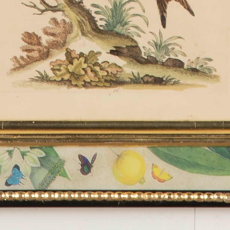 18th Century Engravings of Birds by George Edwards For Sale at 1stDibs
