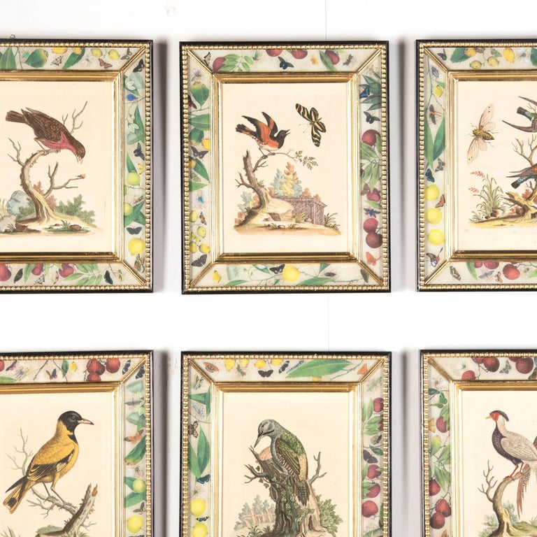 18th Century Engravings of Birds by George Edwards For Sale at 1stDibs
