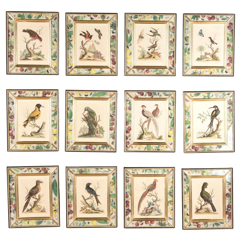 18th Century Engravings of Birds by George Edwards For Sale at 1stDibs