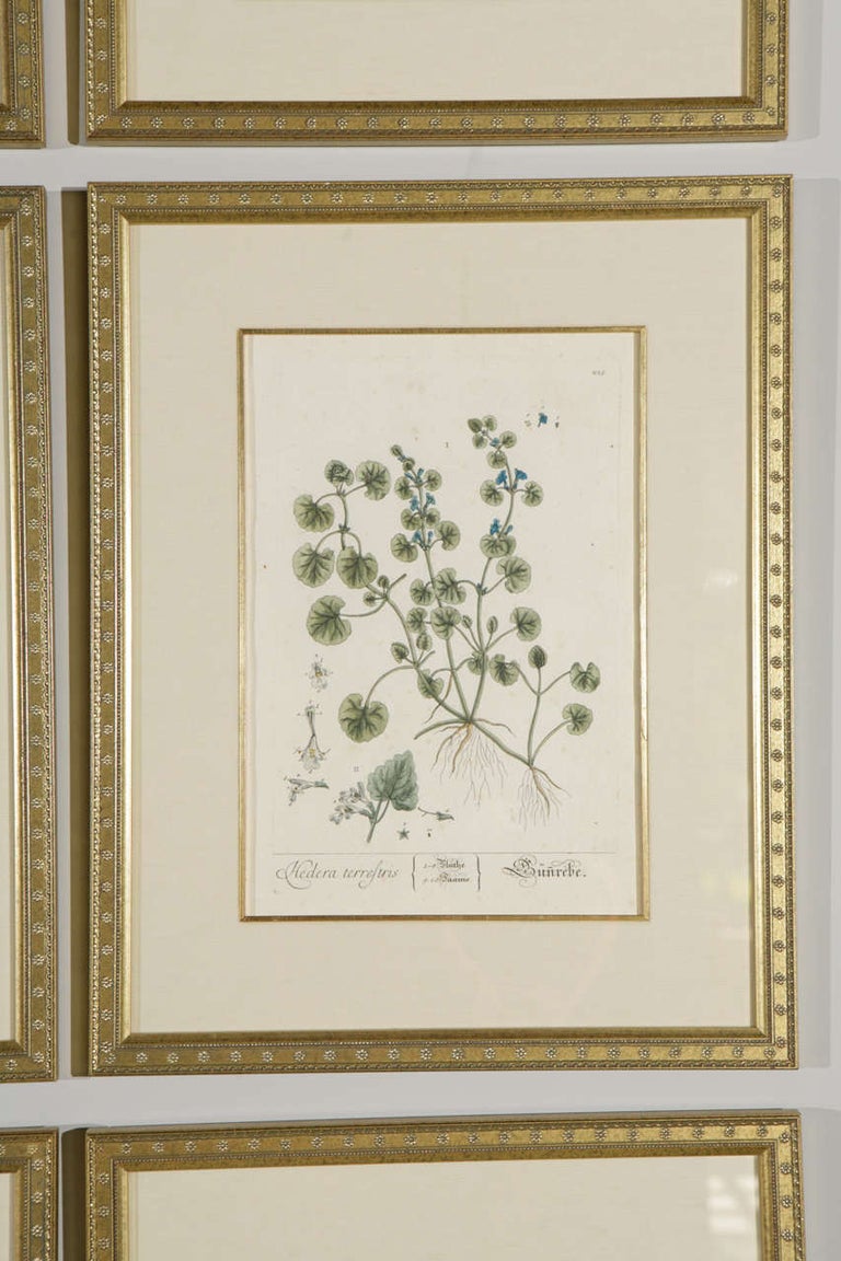 18th Century Framed Botanical Prints For Sale at 1stDibs